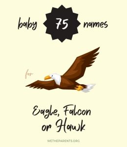 75 Eagle, Falcon or Hawk Names for Your New Baby - WeTheParents